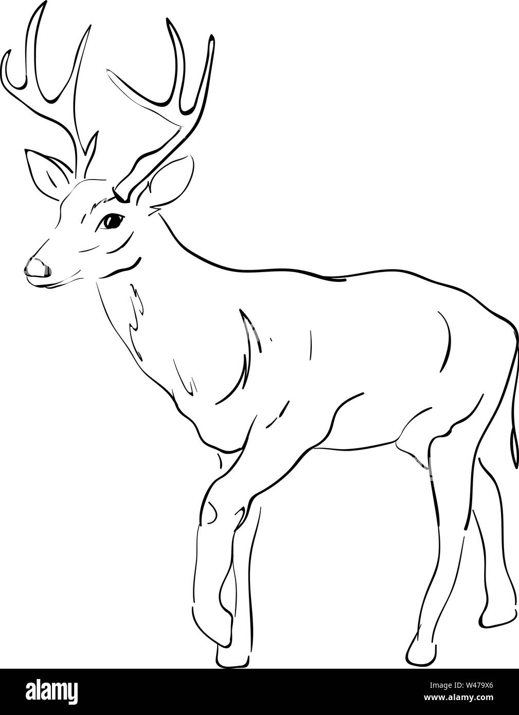 Cervo disegno Immagini Vettoriali Stock - Alamy