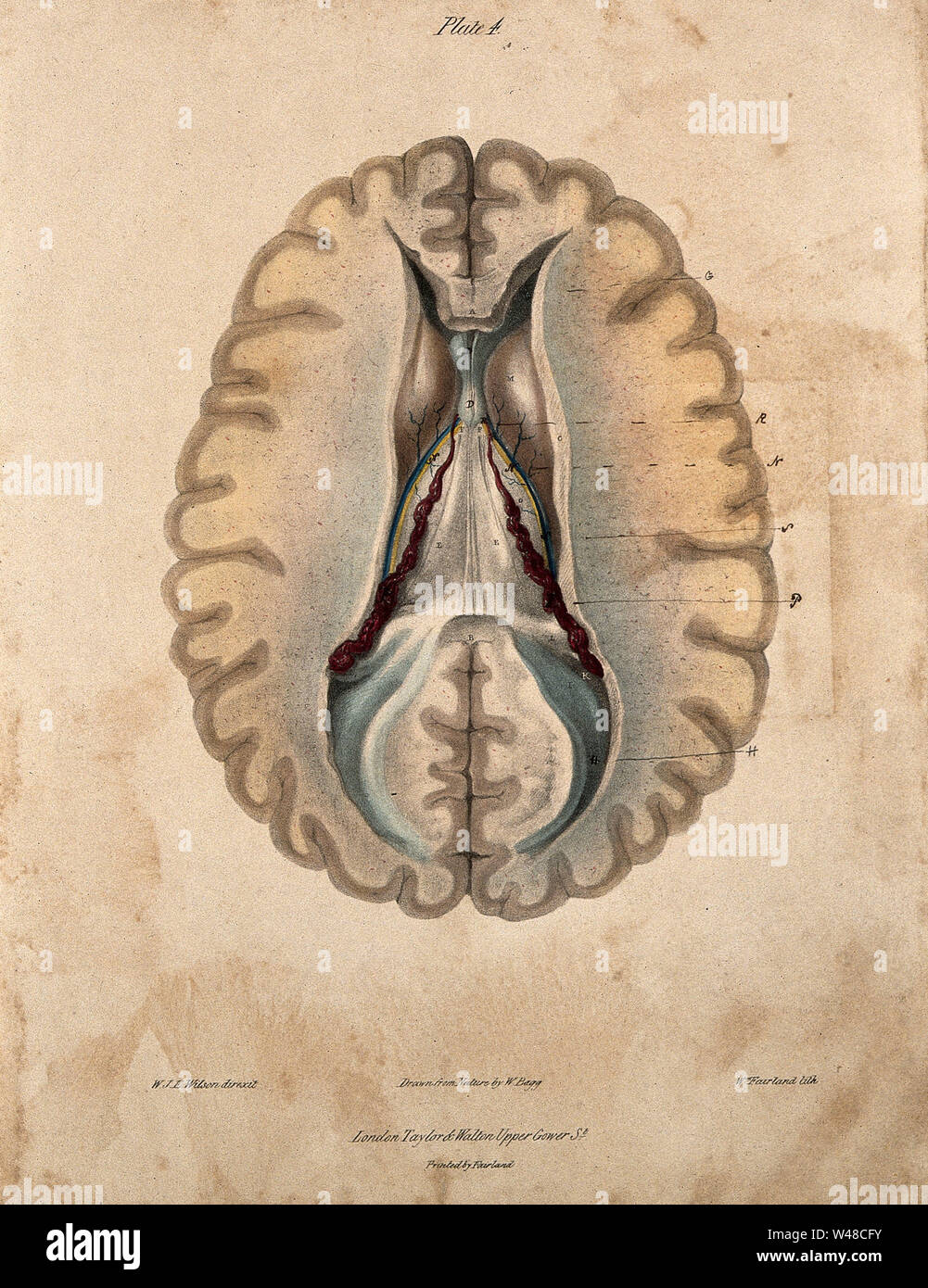 Ventricoli laterali immagini e fotografie stock ad alta risoluzione - Alamy