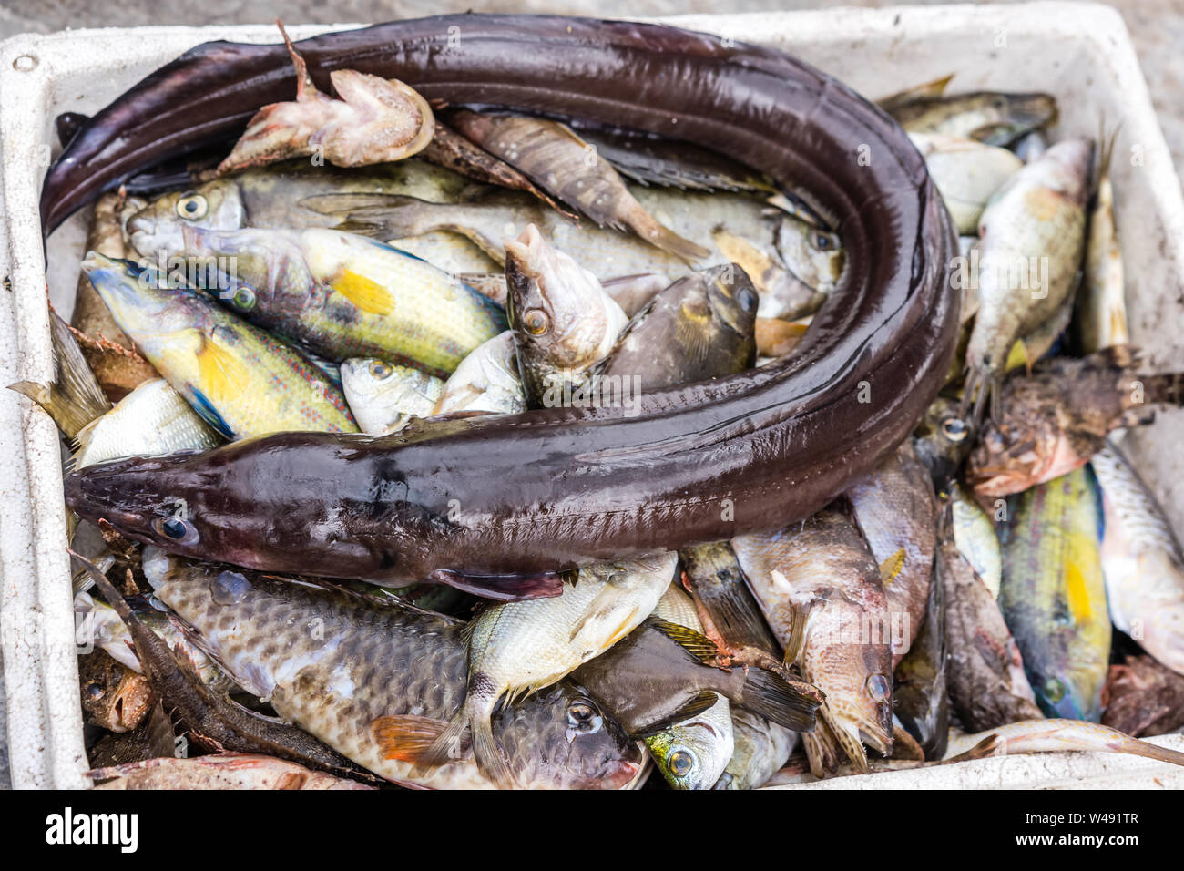 Pesce serpente immagini e fotografie stock ad alta risoluzione - Alamy