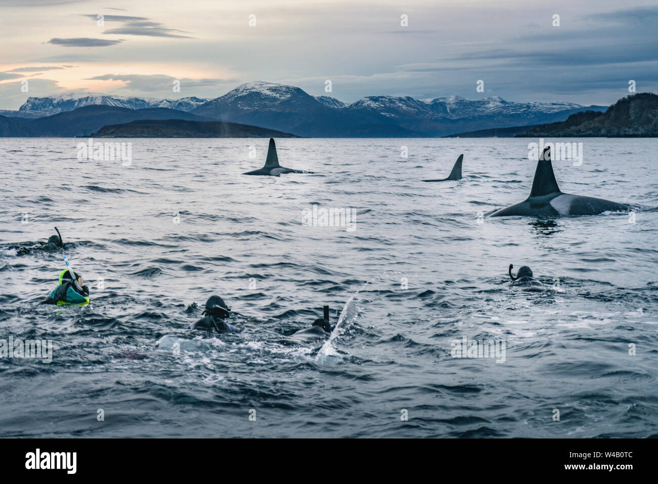 Tromso killer whales immagini e fotografie stock ad alta risoluzione ...