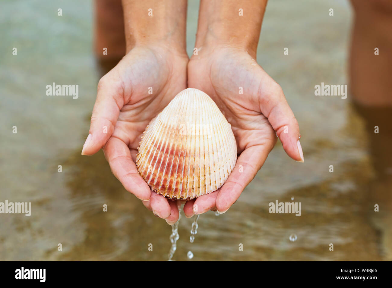 Bivalve seashell immagini e fotografie stock ad alta risoluzione - Alamy