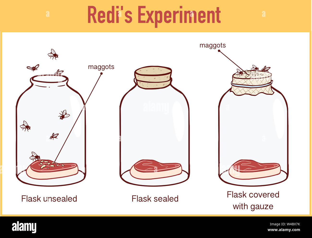 Francesco redi immagini e fotografie stock ad alta risoluzione - Alamy