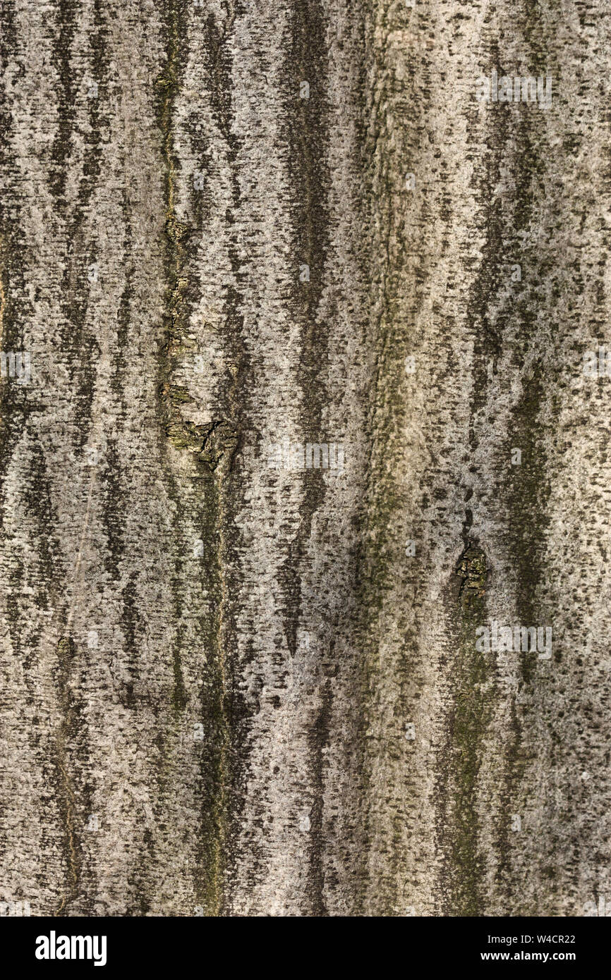 Corteccia di faggio texture immagini e fotografie stock ad alta ...