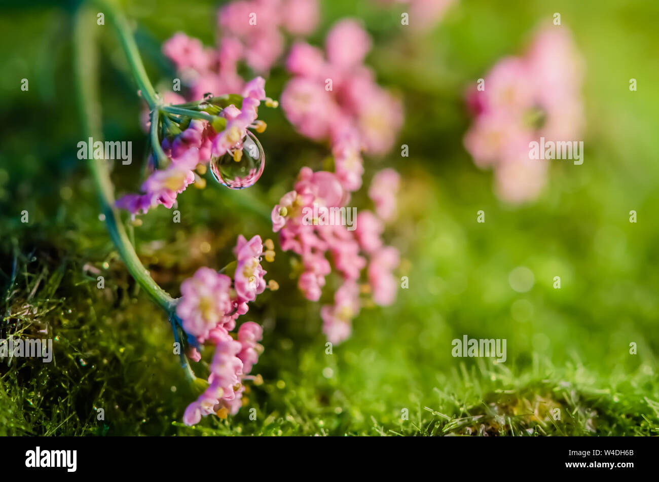 Pianta di rosa muschio immagini e fotografie stock ad alta risoluzione ...