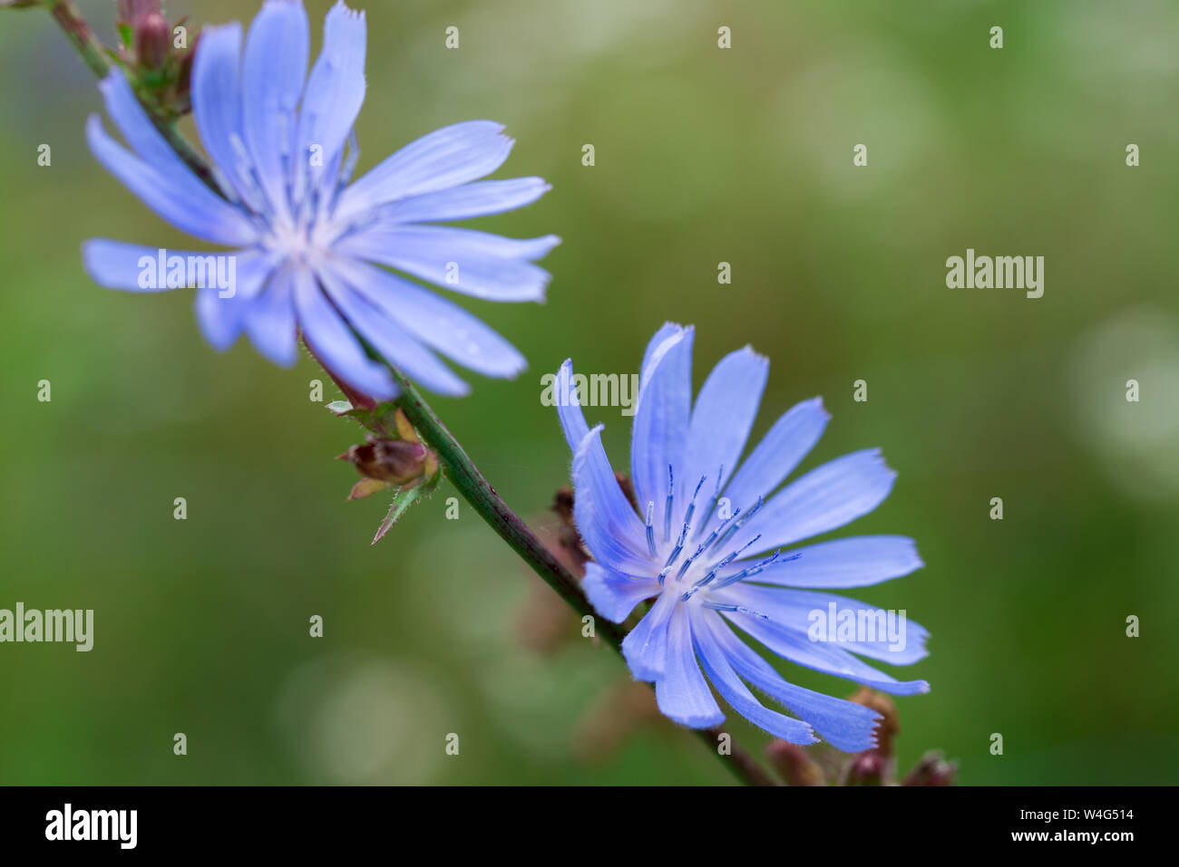 Crescita della cicoria immagini e fotografie stock ad alta risoluzione ...