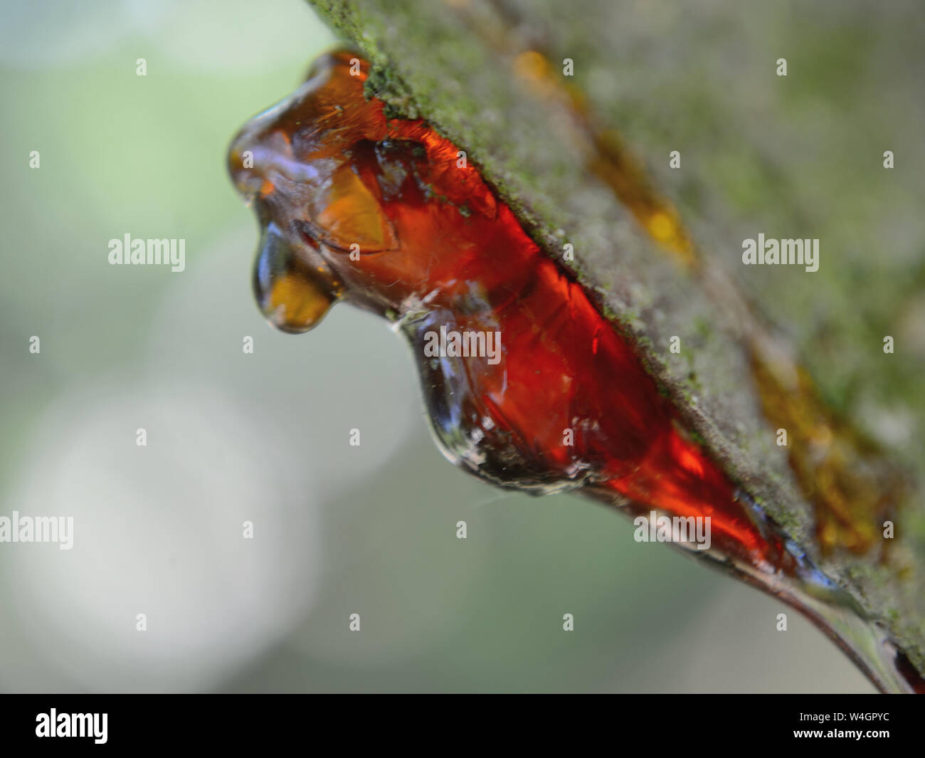 Albero D'ambra Immagini e Fotos Stock - Alamy