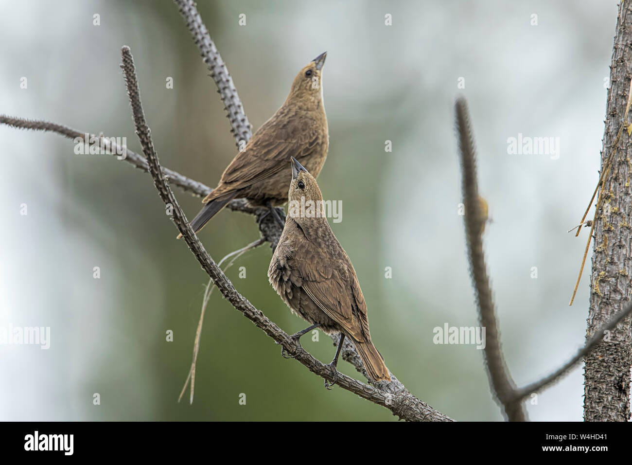 Albero Di Passero Immagini e Fotos Stock - Alamy