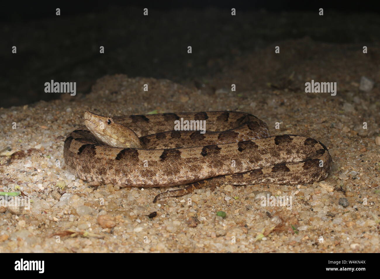 Vipera del pozzo gobba immagini e fotografie stock ad alta risoluzione ...