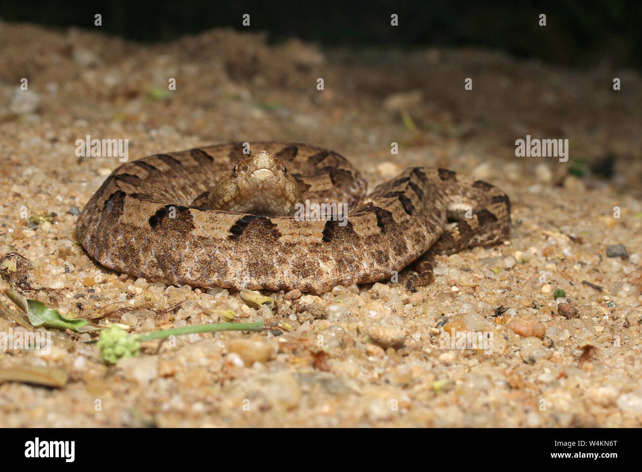 Vipera del pozzo gobba immagini e fotografie stock ad alta risoluzione ...