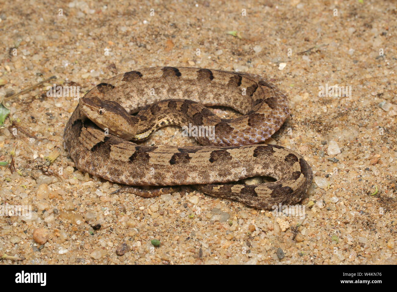 Vipera del pozzo gobba immagini e fotografie stock ad alta risoluzione ...