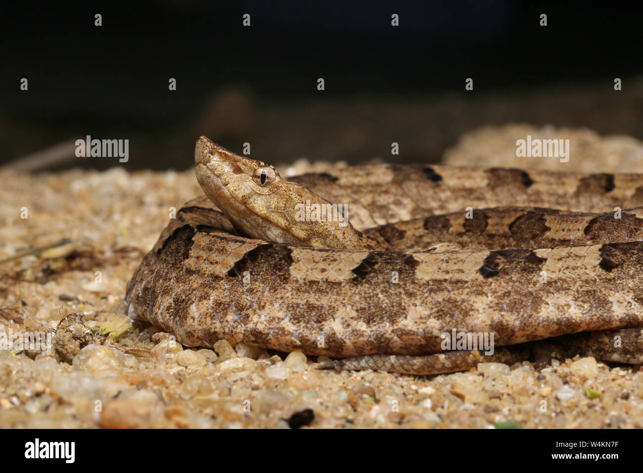 Vipera del pozzo gobba immagini e fotografie stock ad alta risoluzione ...
