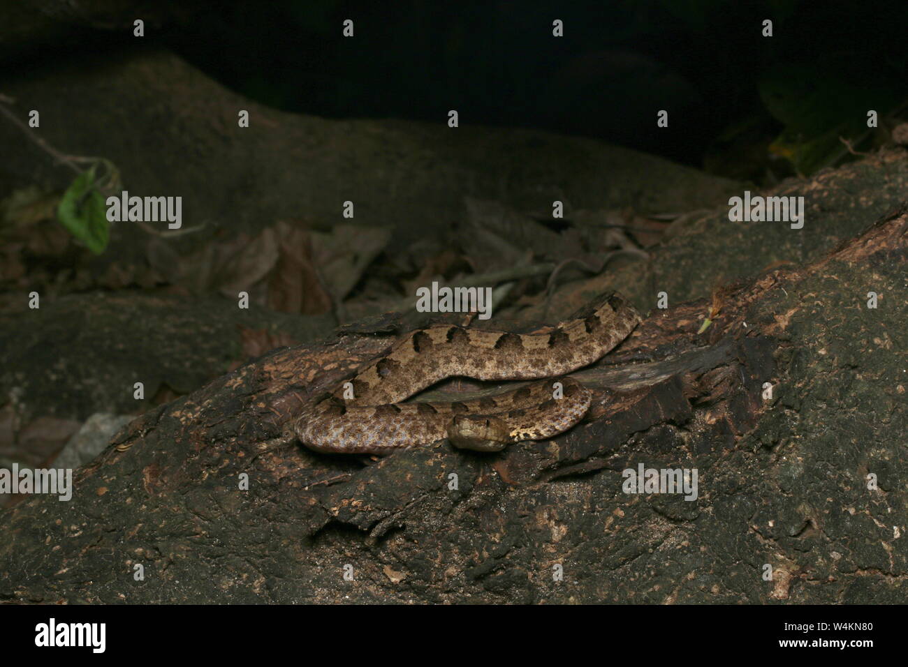 Vipera del pozzo gobba immagini e fotografie stock ad alta risoluzione ...