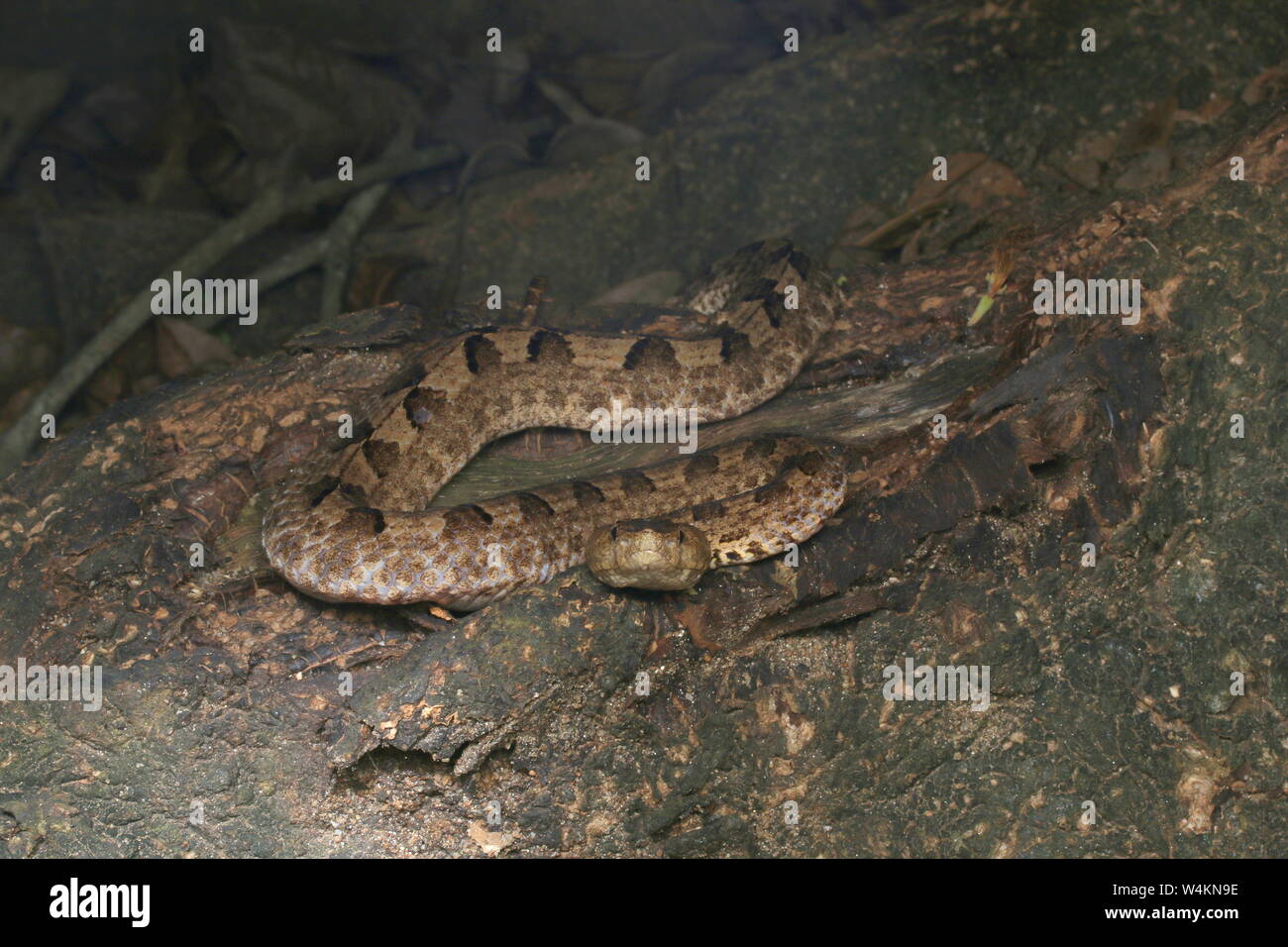 Vipera del pozzo gobba immagini e fotografie stock ad alta risoluzione ...
