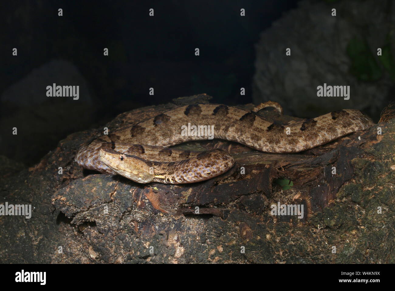 Vipera del pozzo gobba immagini e fotografie stock ad alta risoluzione ...
