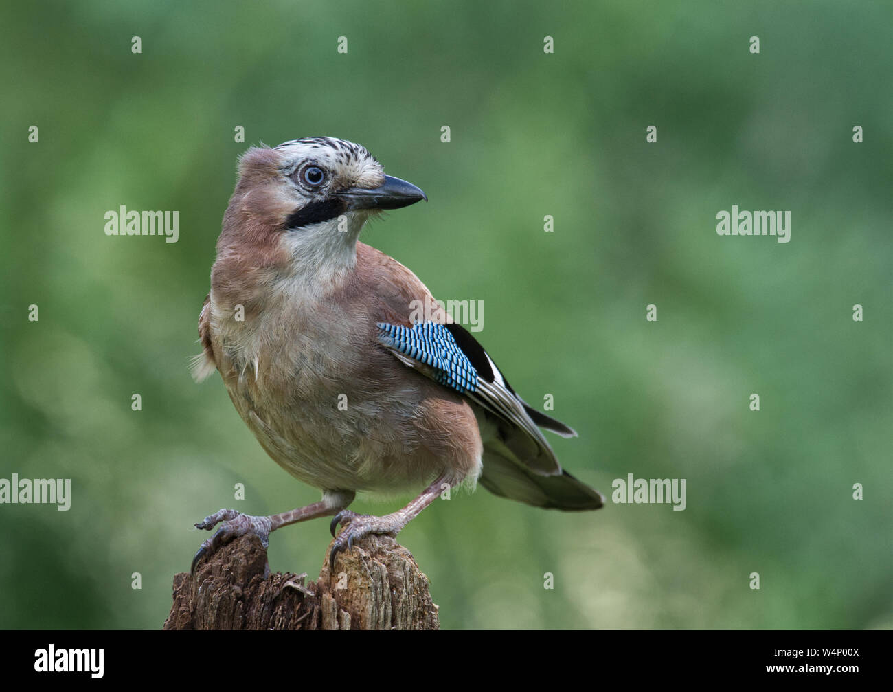 Ghiandaia eurasiatica immagini e fotografie stock ad alta risoluzione ...