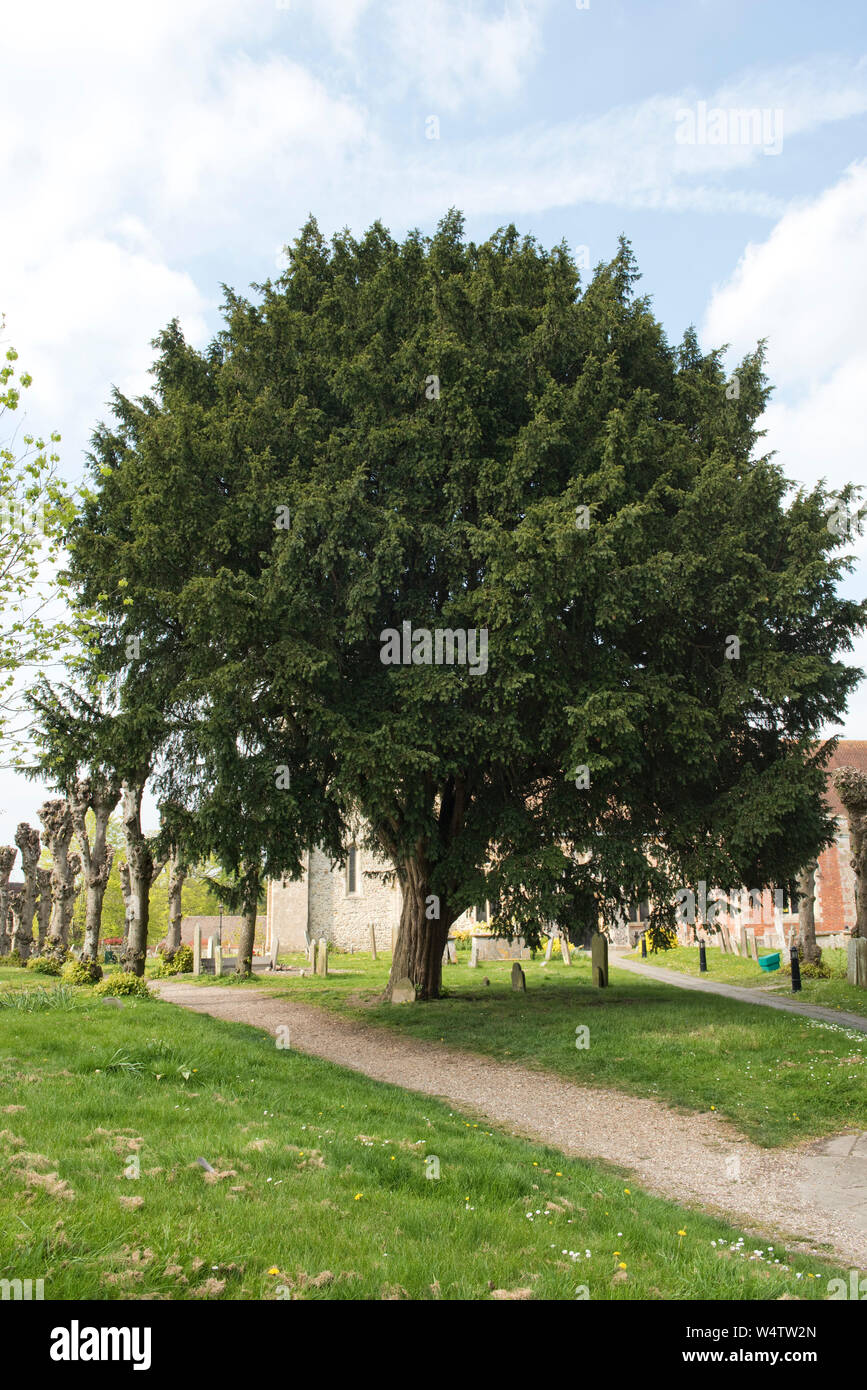 Albero di tasso in cimitero inglese immagini e fotografie stock ad alta ...