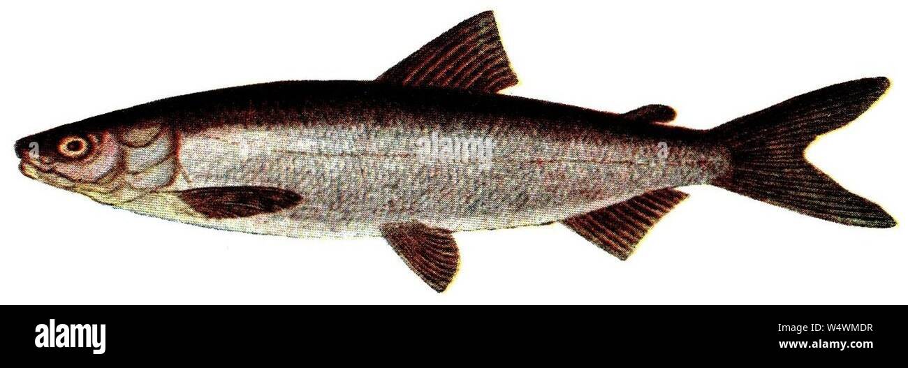Coregonus lavaretus lavaretus immagini e fotografie stock ad alta ...