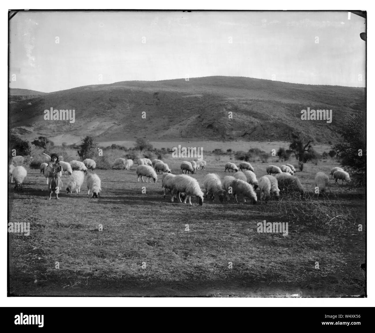 Pastore e le sue pecore Immagini senza sfondo e Foto Stock ritagliate ...