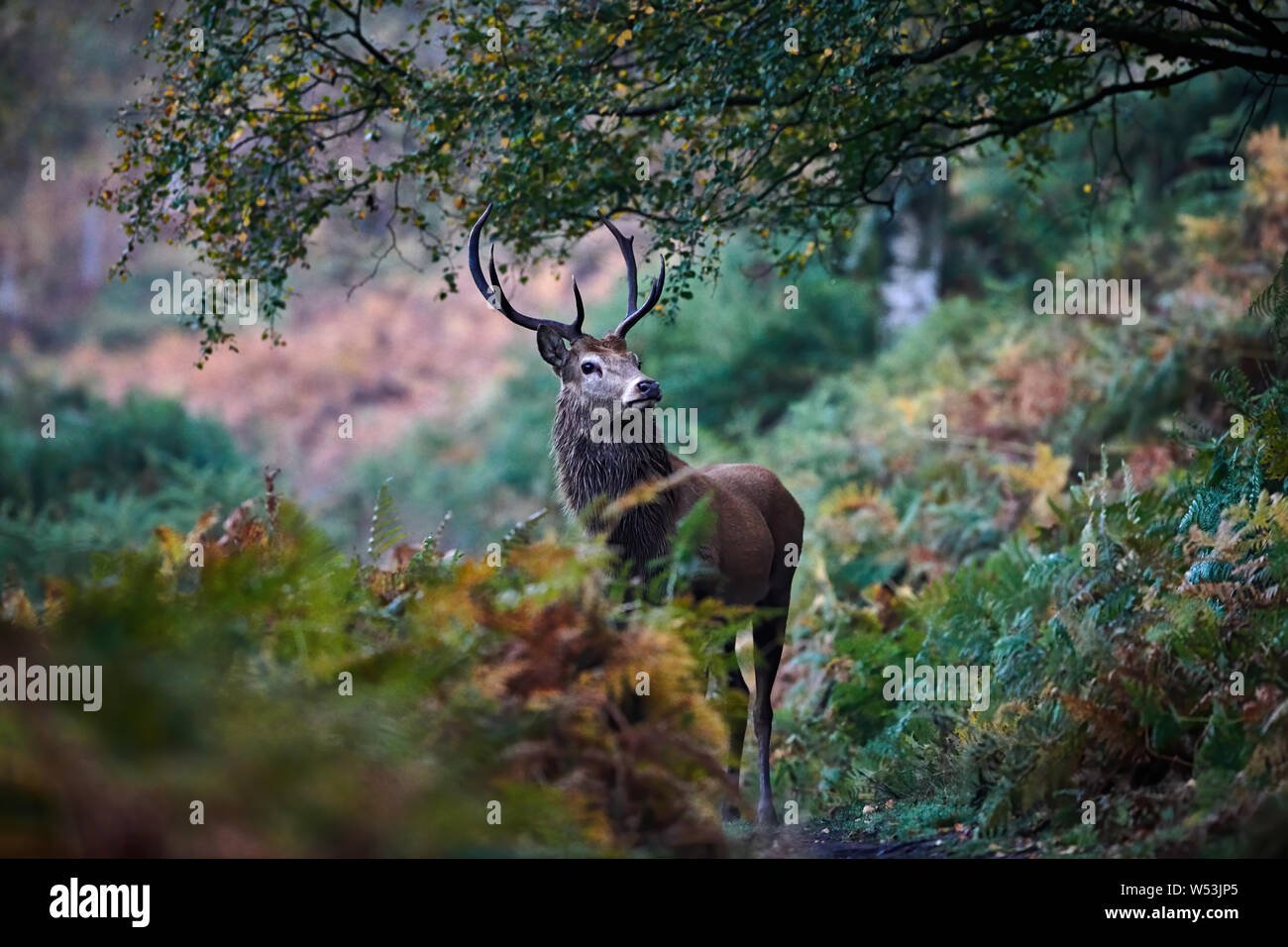 Cervo nel bosco immagini e fotografie stock ad alta risoluzione - Alamy