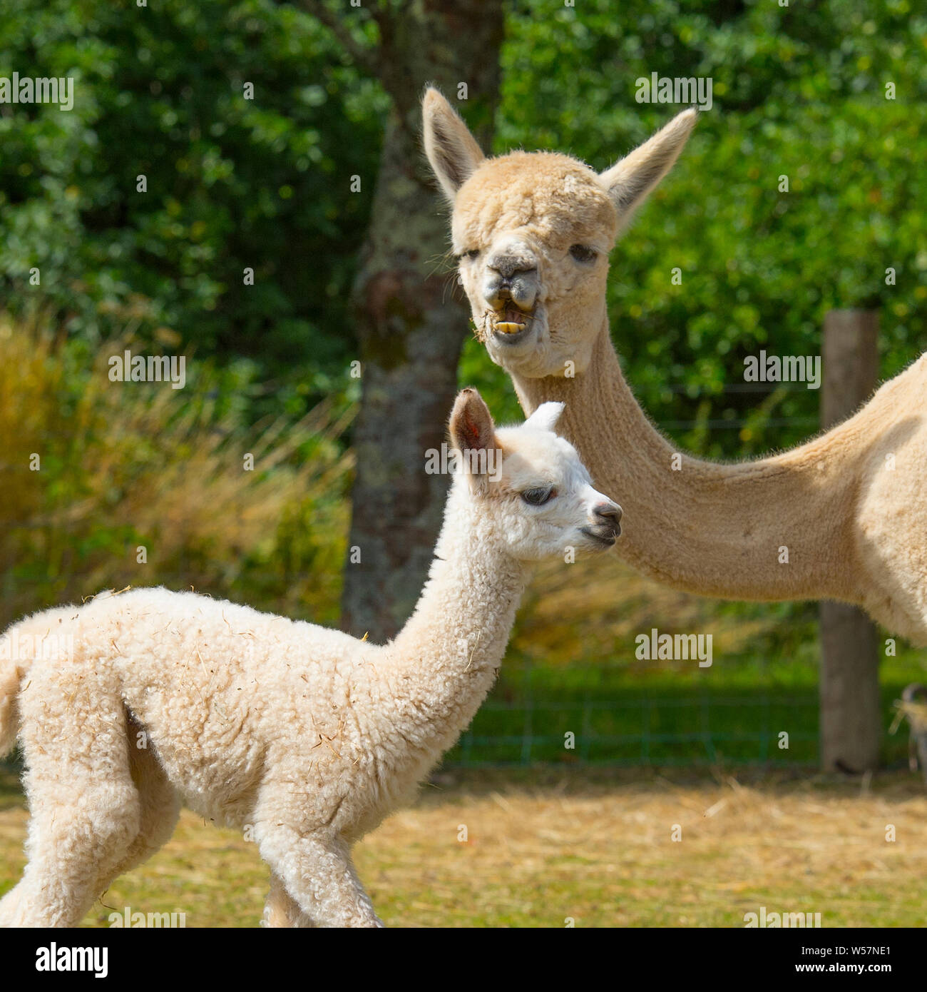 White alpaca immagini e fotografie stock ad alta risoluzione - Alamy