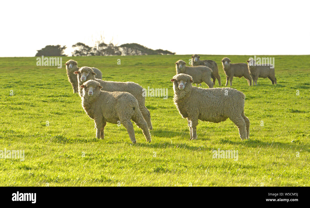 Pecore australiane immagini e fotografie stock ad alta risoluzione - Alamy