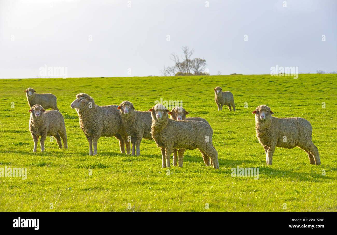 Pecore australiane immagini e fotografie stock ad alta risoluzione - Alamy