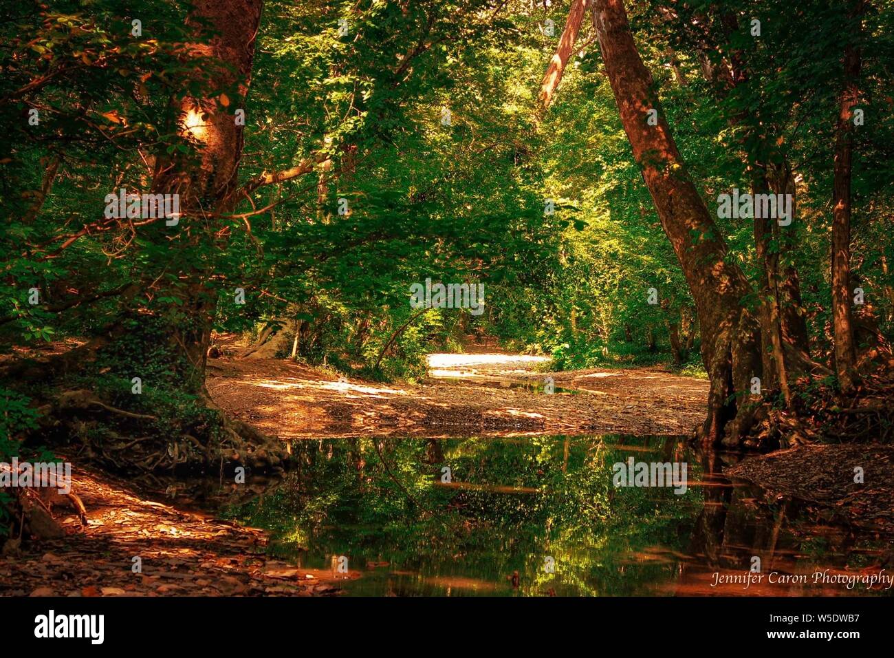 Foresta del burrone immagini e fotografie stock ad alta risoluzione - Alamy