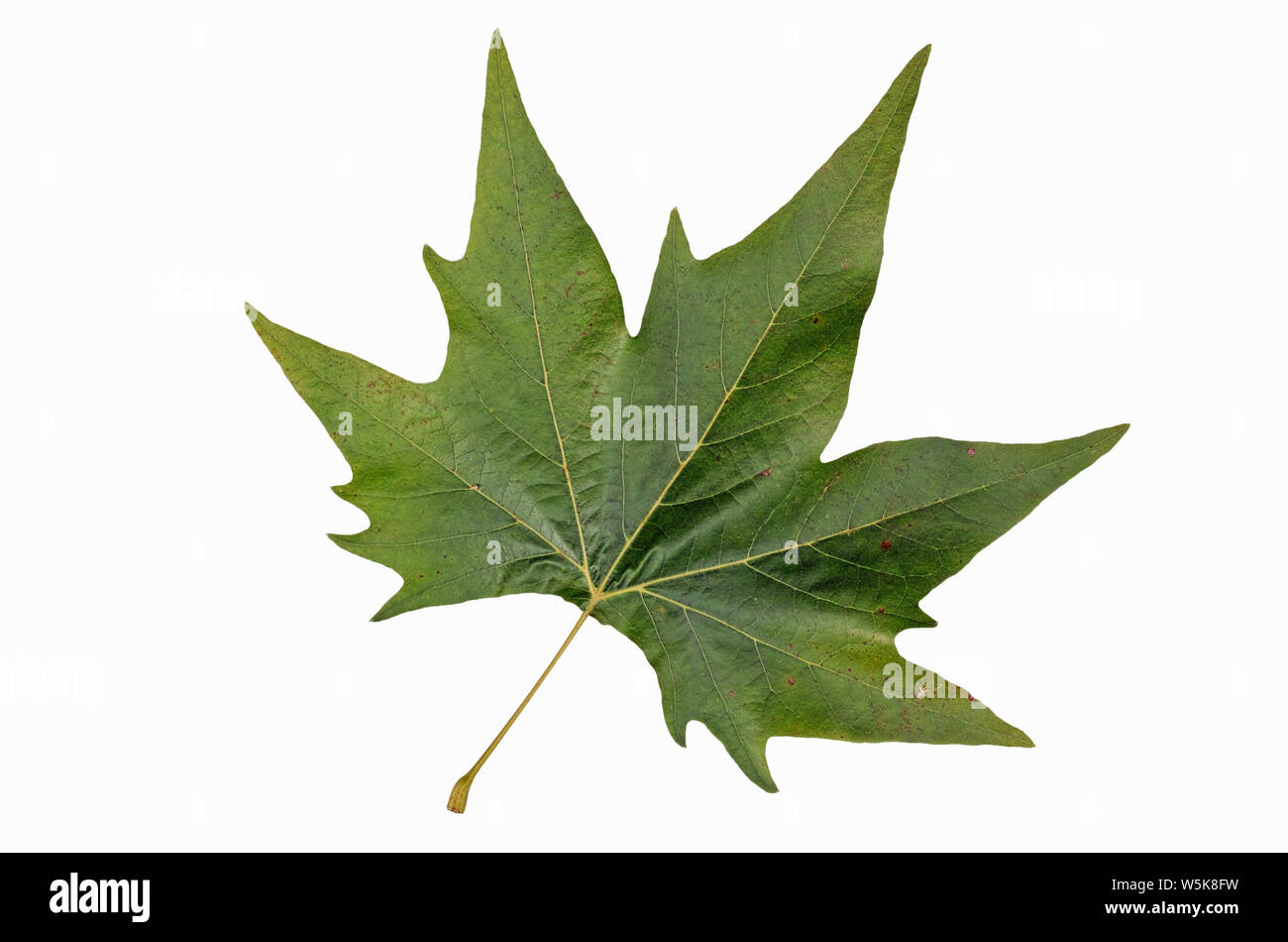 Foglia Palmata Immagini e Fotos Stock - Alamy