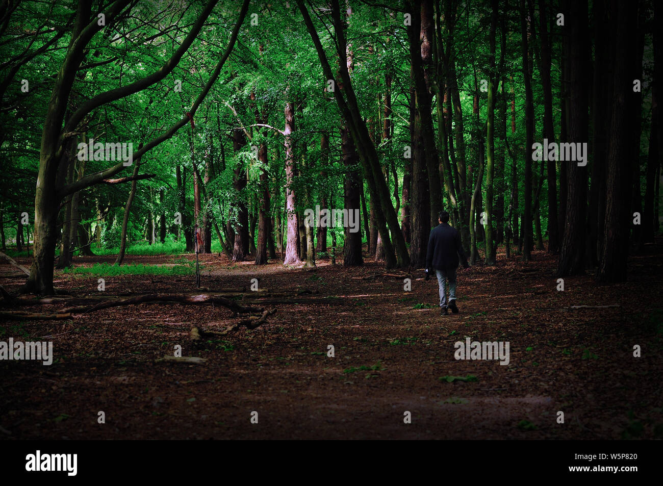 Thetford forest immagini e fotografie stock ad alta risoluzione - Alamy