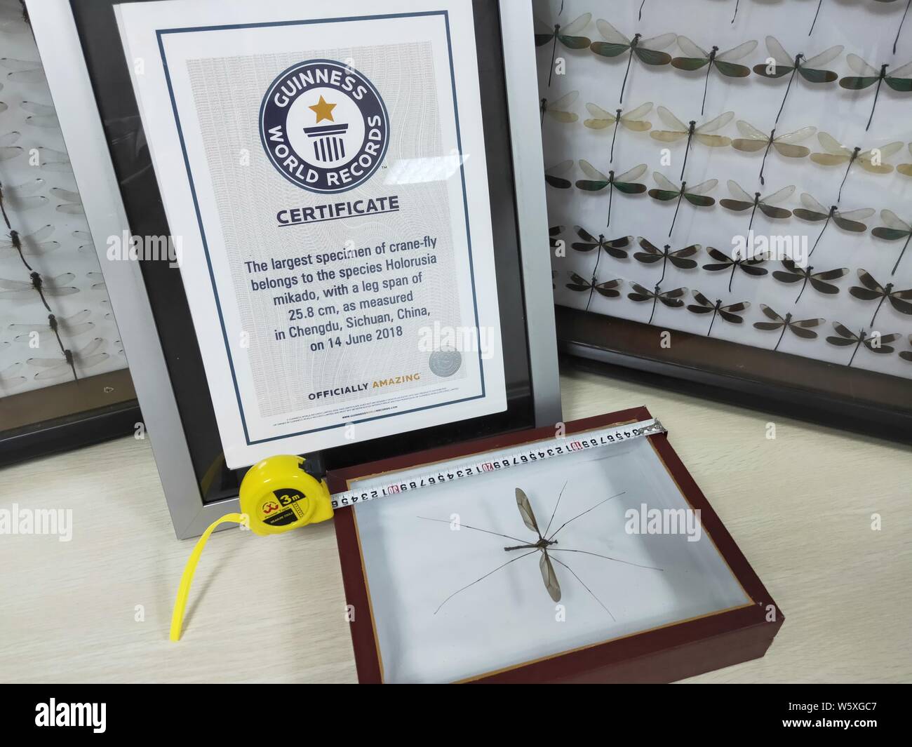 Guinness world record certificate immagini e fotografie stock ad alta ...