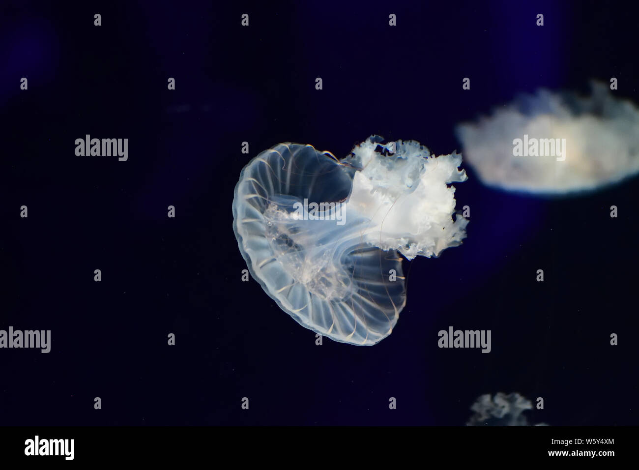 Primo piano di una medusa immagini e fotografie stock ad alta ...