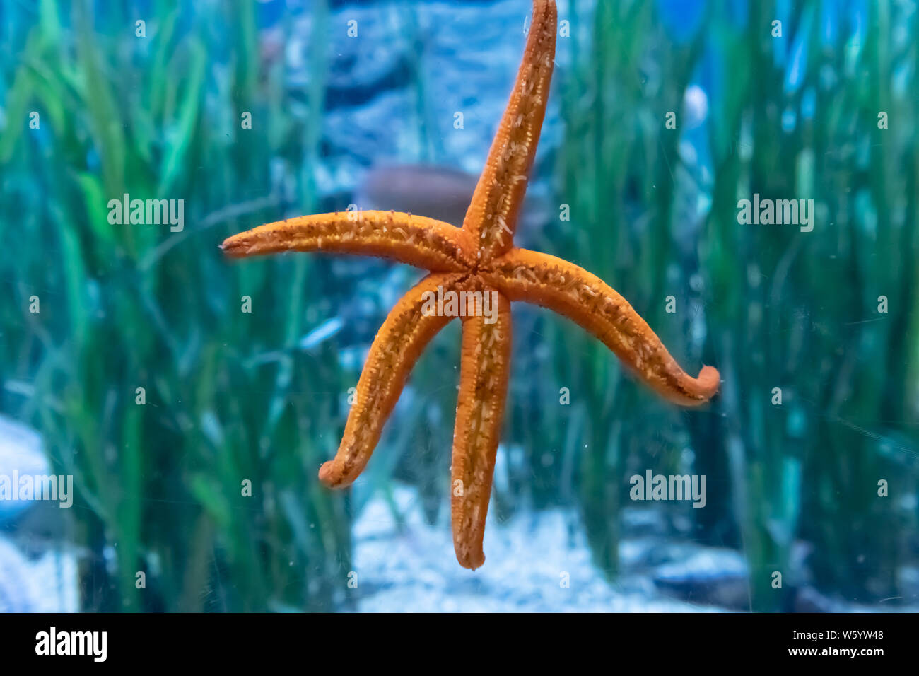 Starfish reproduction immagini e fotografie stock ad alta risoluzione ...
