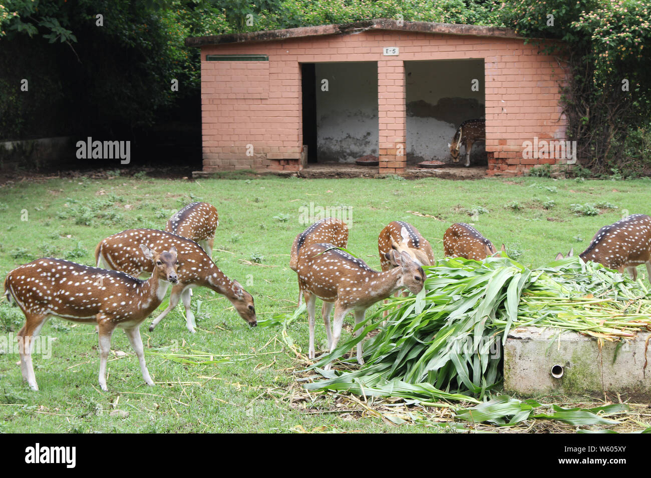 Fauna selvatica animali della vita selvaggia immagini e fotografie ...