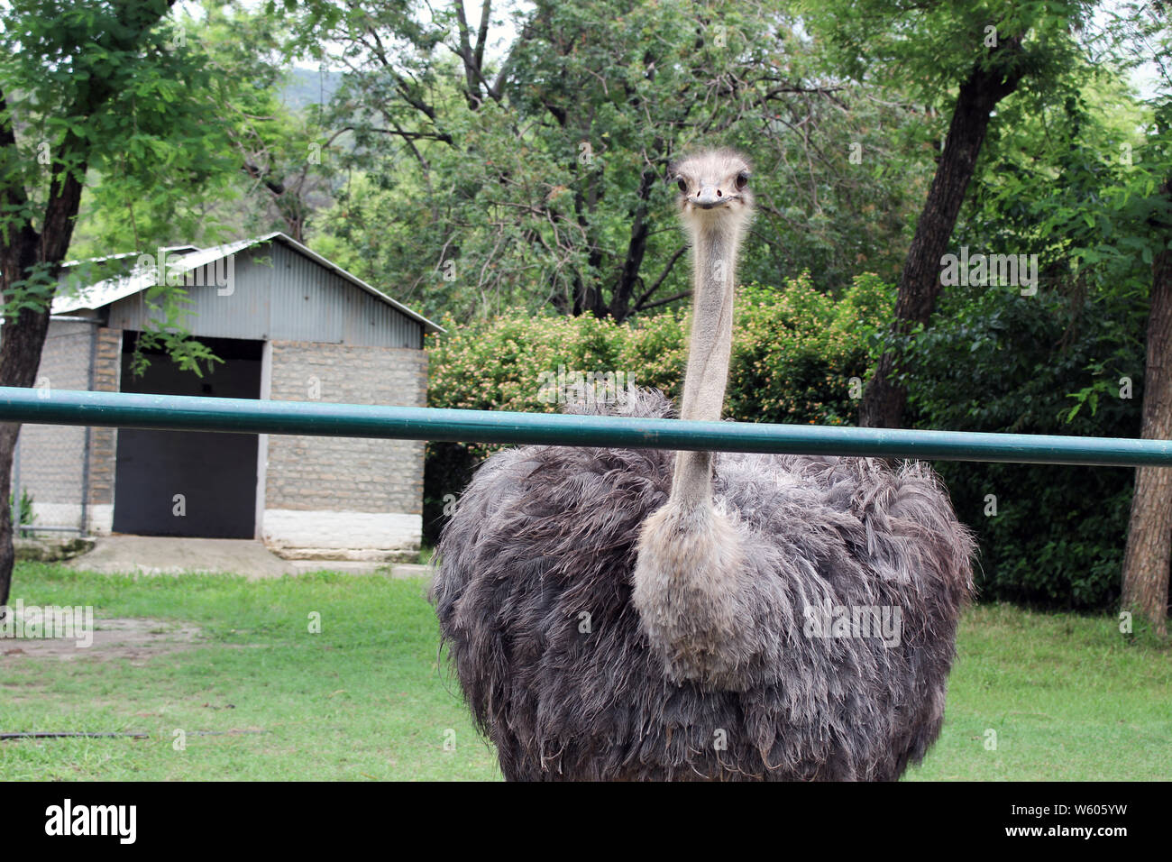 Fauna selvatica animali della vita selvaggia immagini e fotografie ...