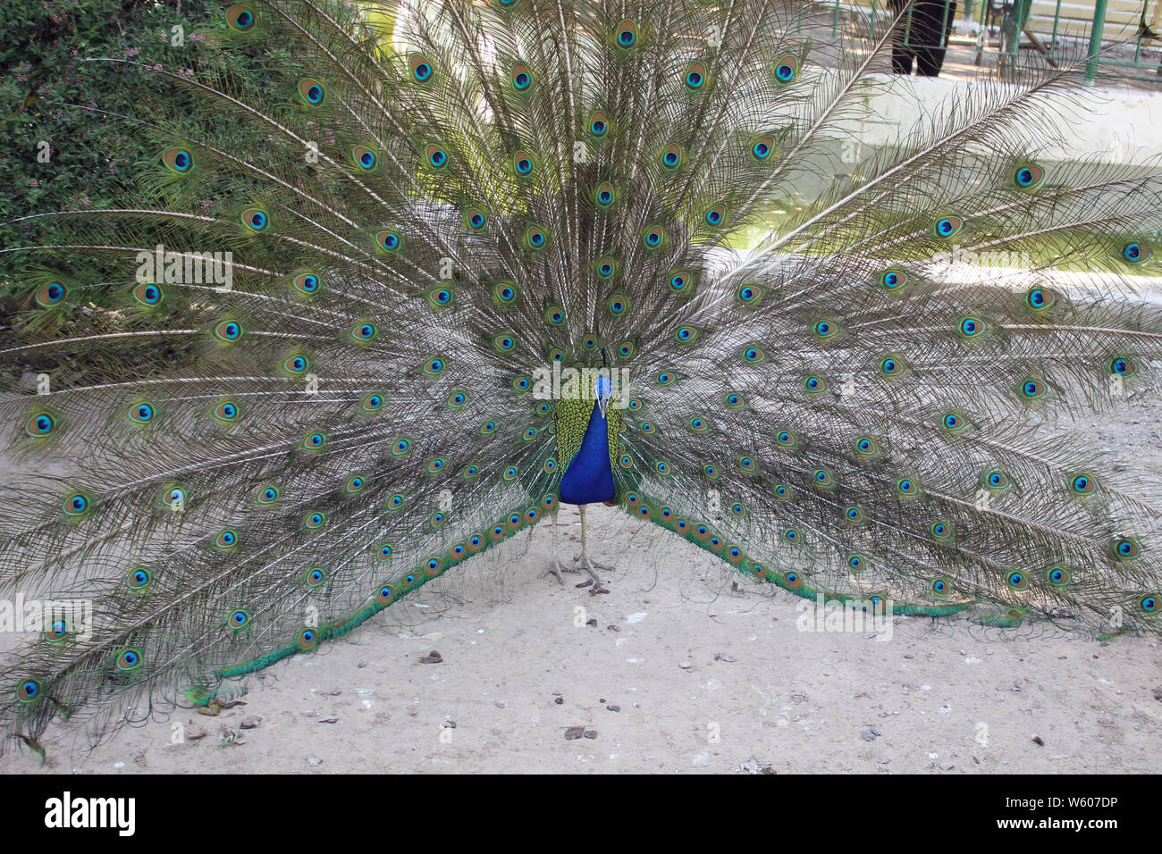 Come fotografare gli animali immagini e fotografie stock ad alta ...