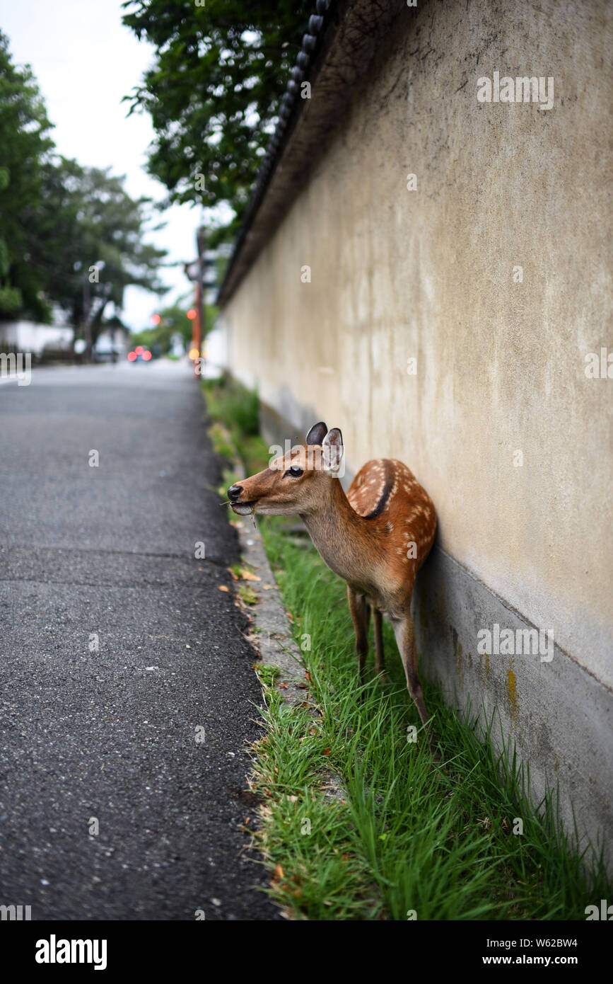 Fauna selvatica urbana giappone immagini e fotografie stock ad alta ...