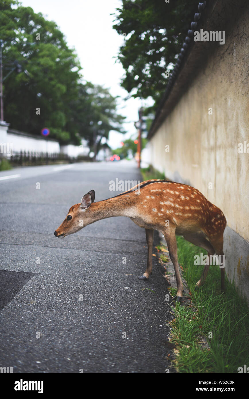 Fauna selvatica urbana giappone immagini e fotografie stock ad alta ...