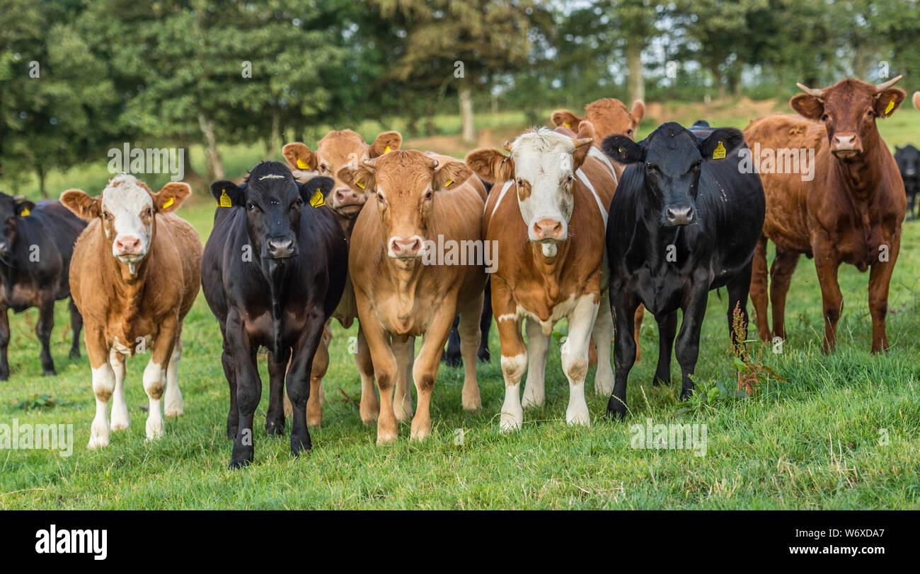 Dirige il bestiame immagini e fotografie stock ad alta risoluzione - Alamy