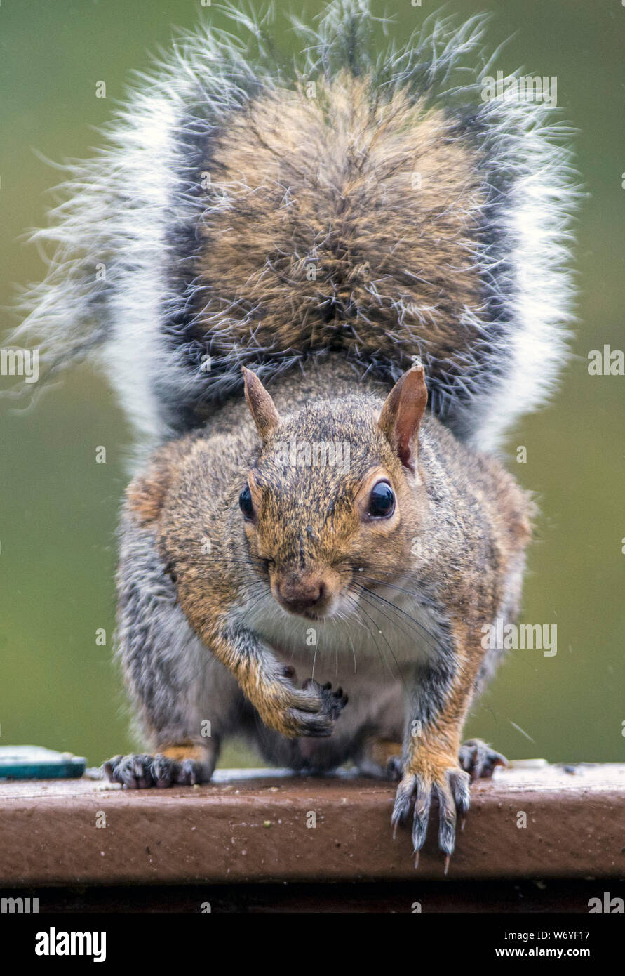 Animale dalla coda folta immagini e fotografie stock ad alta ...