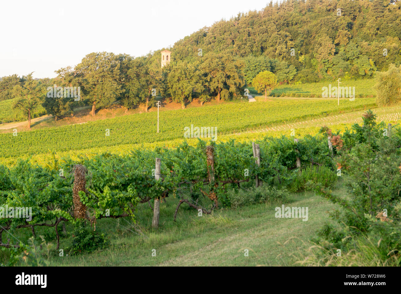 Colli bolognesi immagini e fotografie stock ad alta risoluzione - Alamy