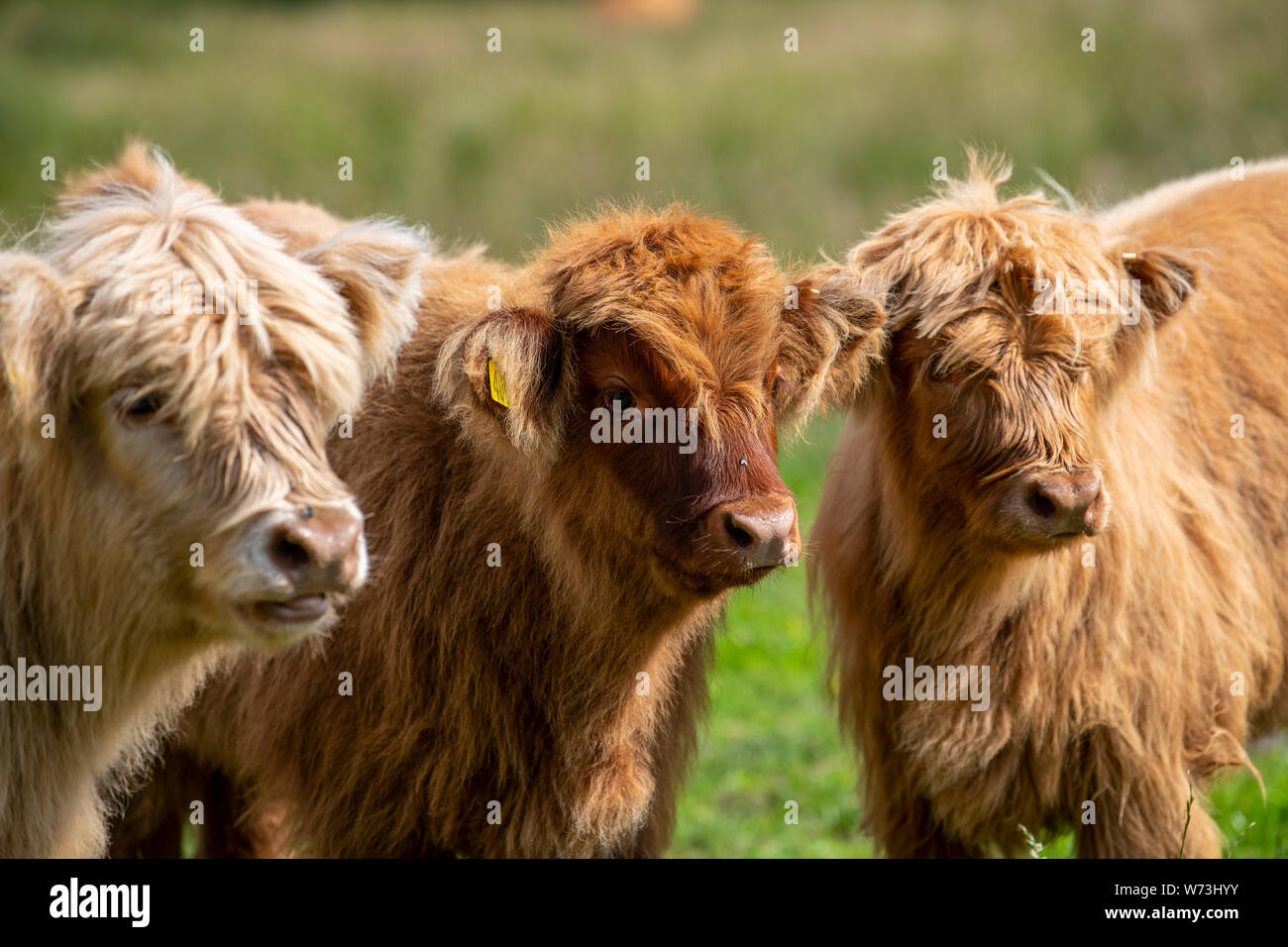 I capretti Highland bovini sulla penisola di Applecross nella parte ...