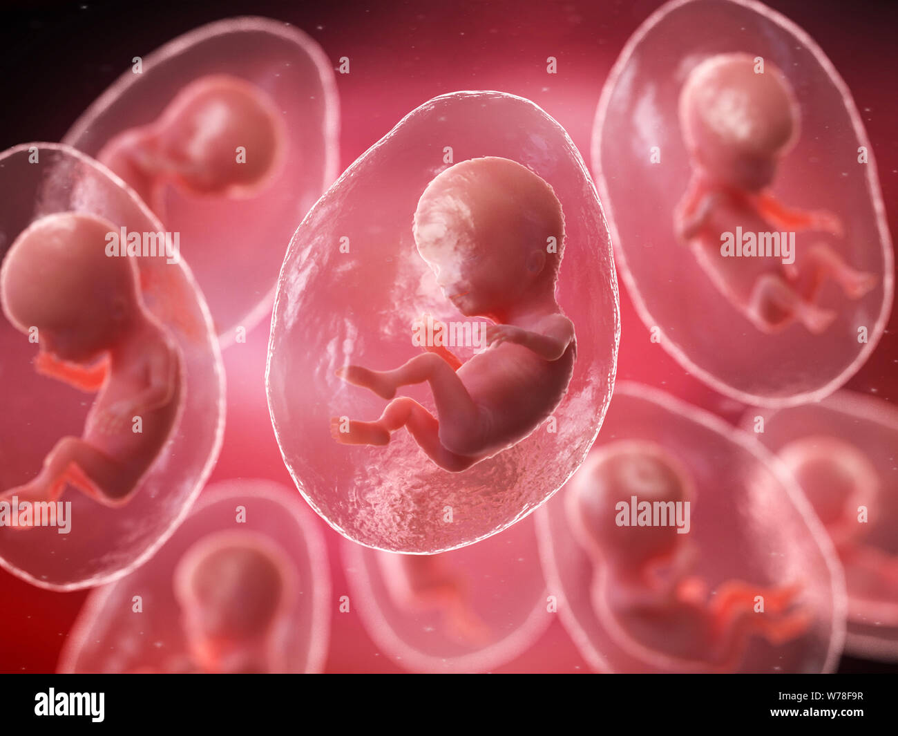Embrioni umani immagini e fotografie stock ad alta risoluzione - Alamy