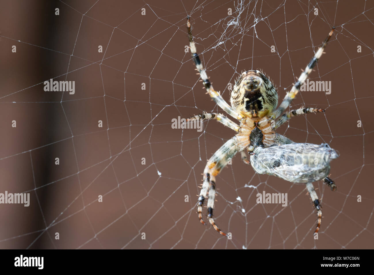 Ragno cattura insetto immagini e fotografie stock ad alta risoluzione ...