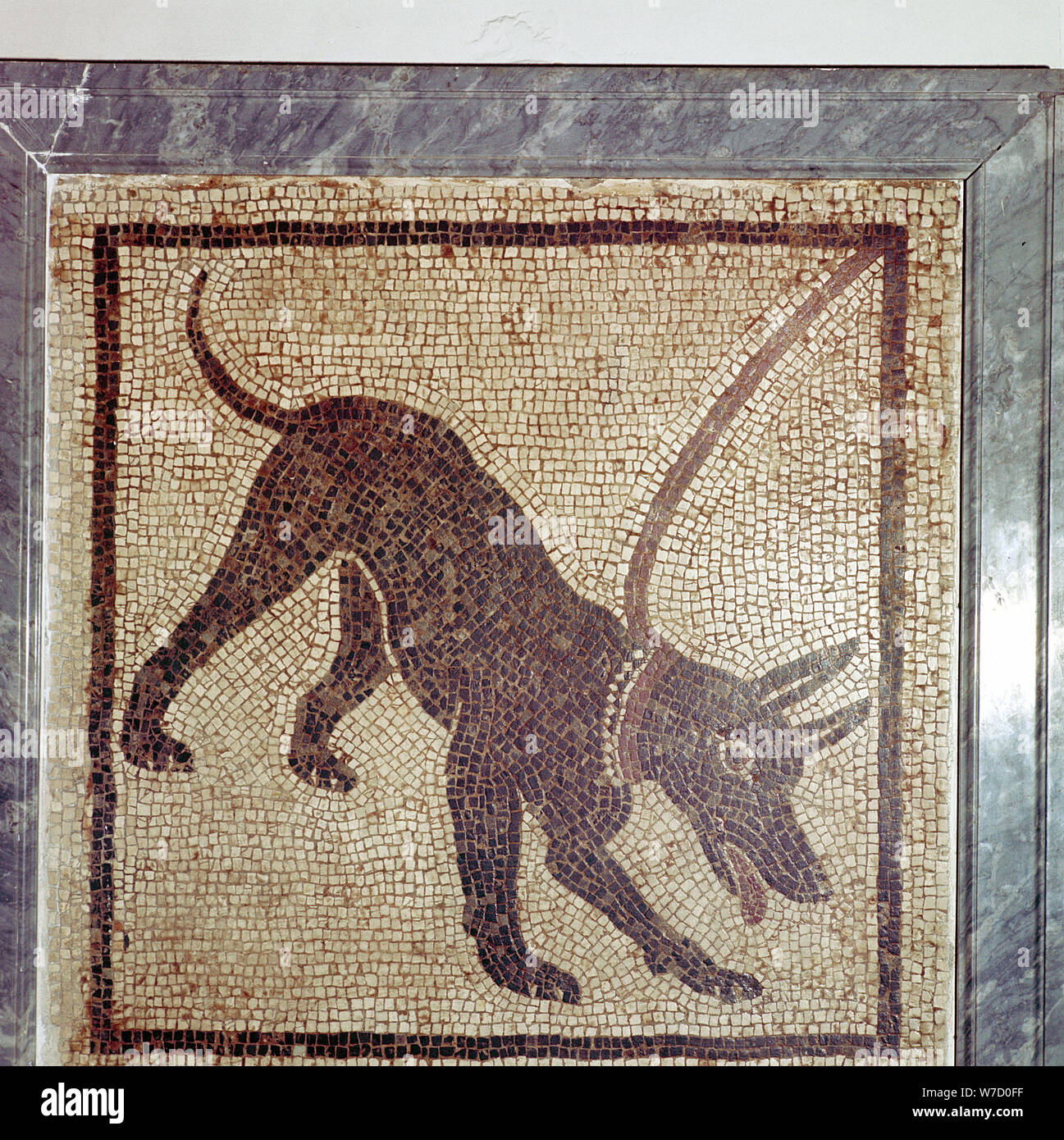 Mosaico romano di cane, Cave canem, Pompei, Italia. Artista ...