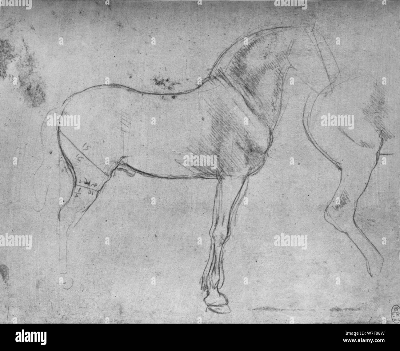 Anatomia del cavallo italiano immagini e fotografie stock ad alta ...