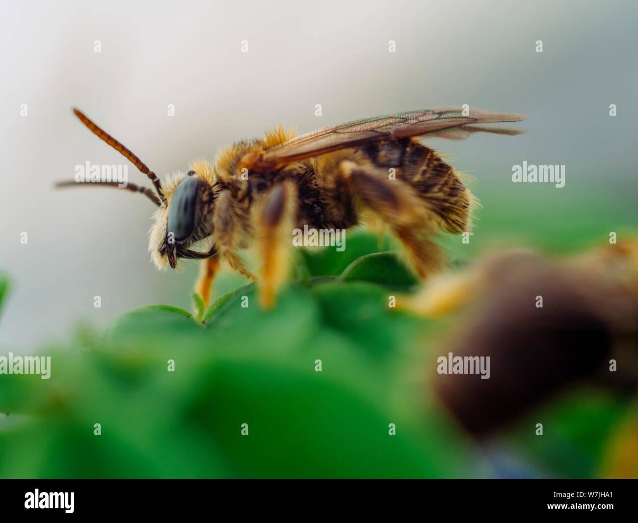 Ape sulla fauna immagini e fotografie stock ad alta risoluzione - Alamy