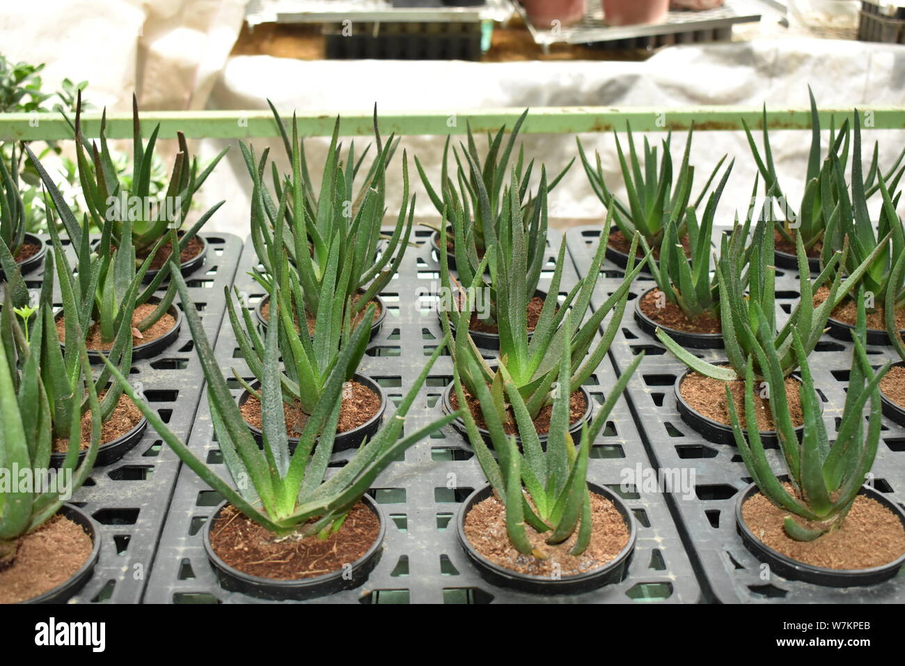 Pianta in vaso di aloe vera immagini e fotografie stock ad alta ...