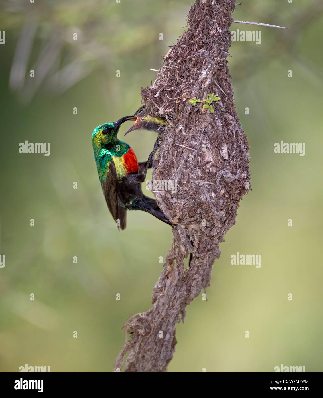 Pulcino fil a borsa immagini e fotografie stock ad alta risoluzione - Alamy Pulcino fil a borsa immagini e fotografie stock ad alta risoluzione - Alamy