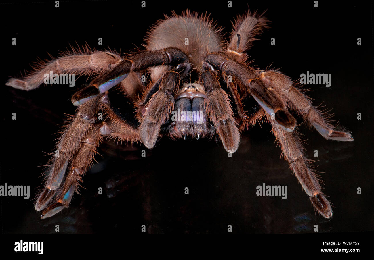 Ephebopus cyanognathus immagini e fotografie stock ad alta risoluzione ...