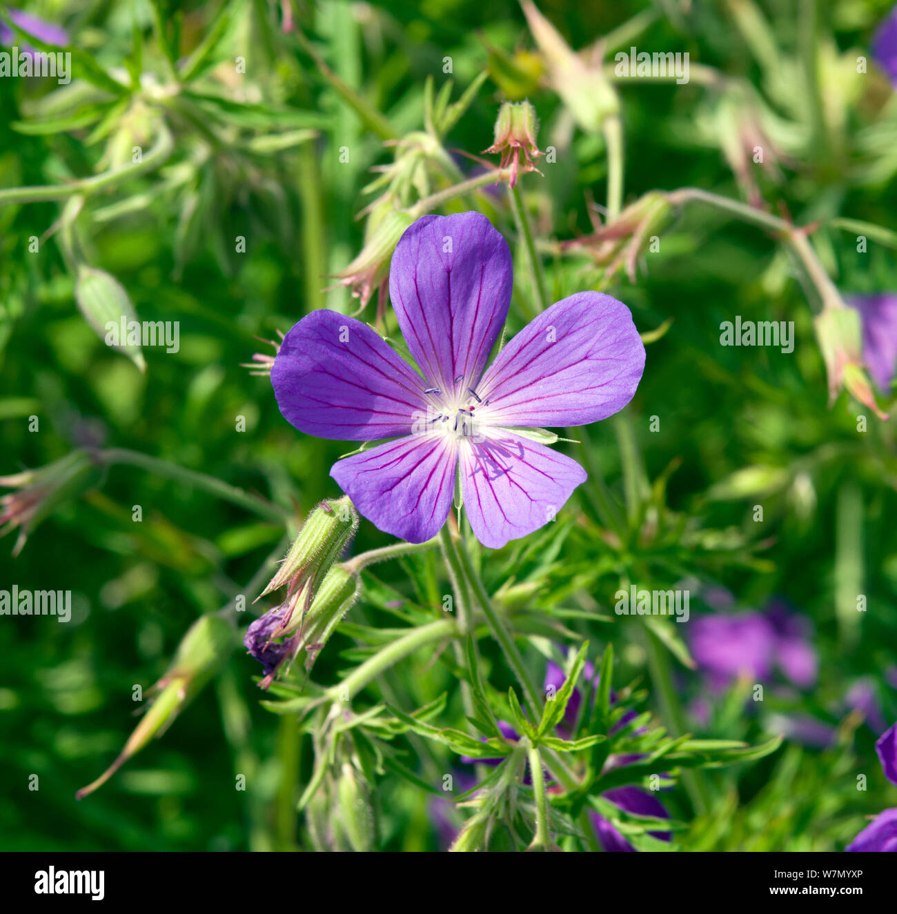 Pianta di geranio rosso immagini e fotografie stock ad alta risoluzione ...